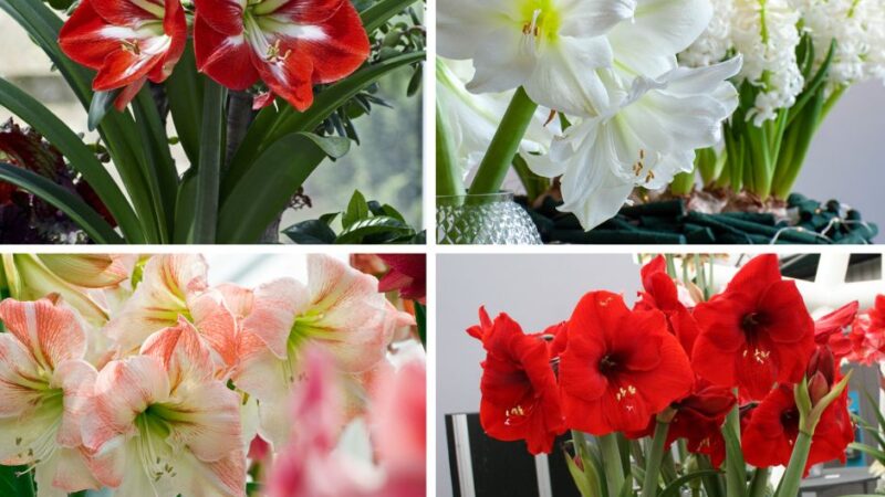 Amaryllis & Indoor Gardening Archives - Bulb Blog | Gardening Tips and ...