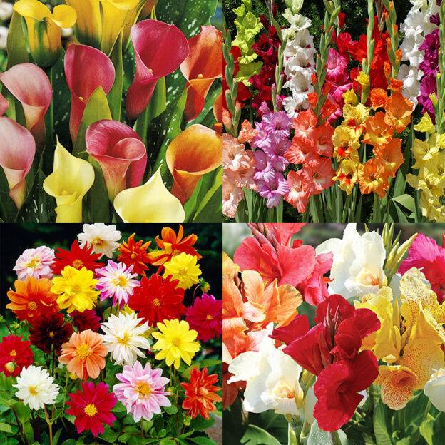 Beginner Friendly Garden Ideas | Summer Flower Ideas for Beginners