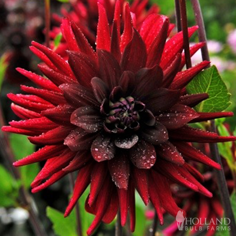 Viva Magenta 2023 Color of the Year in the Summer Garden | Bulb Blog