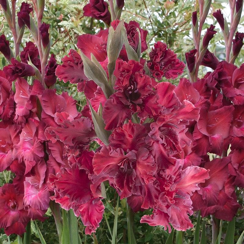 Viva Magenta 2023 Color of the Year in the Summer Garden | Bulb Blog