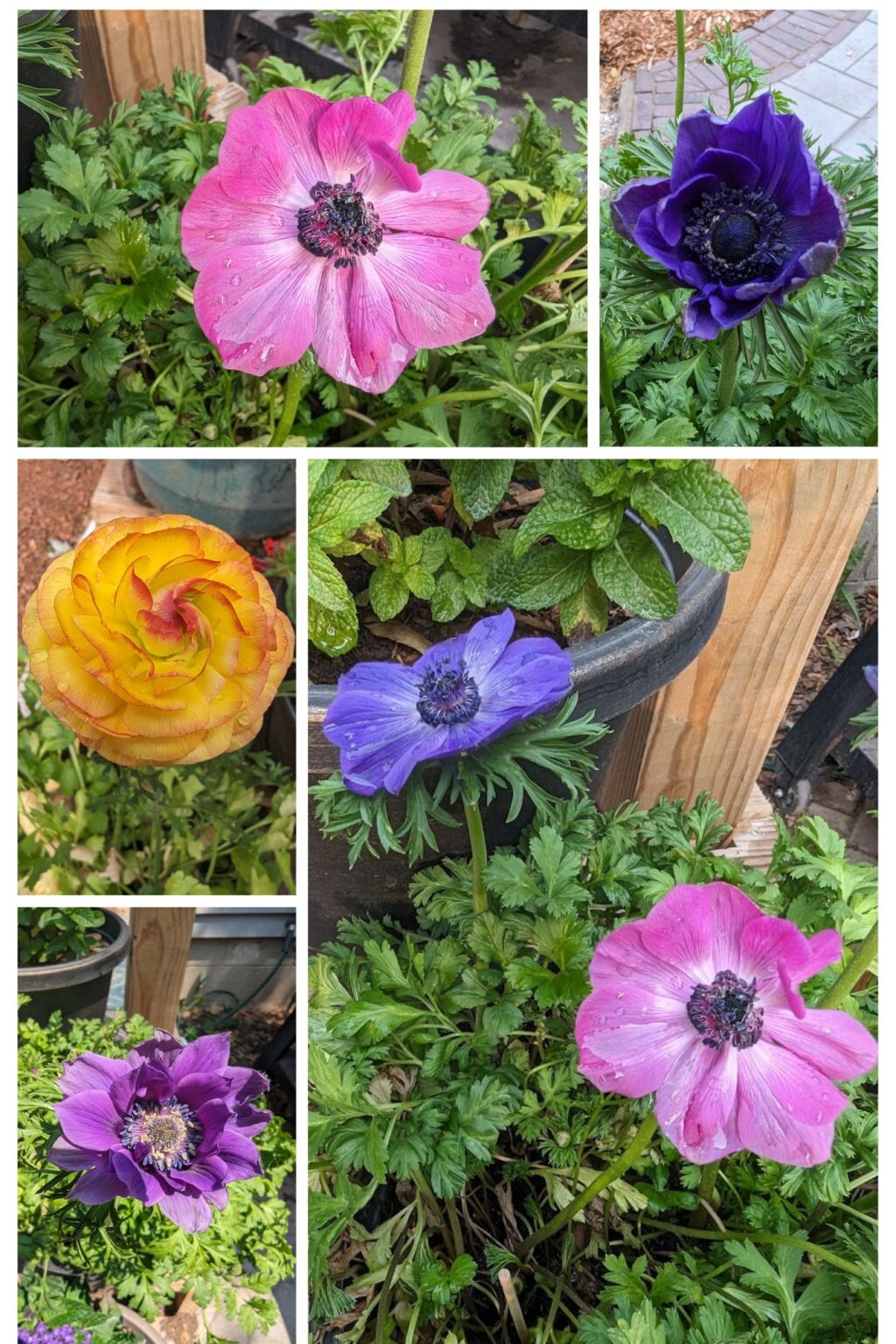 How to Plant Ranunculus | How to Plant Anemone | Planting Guide