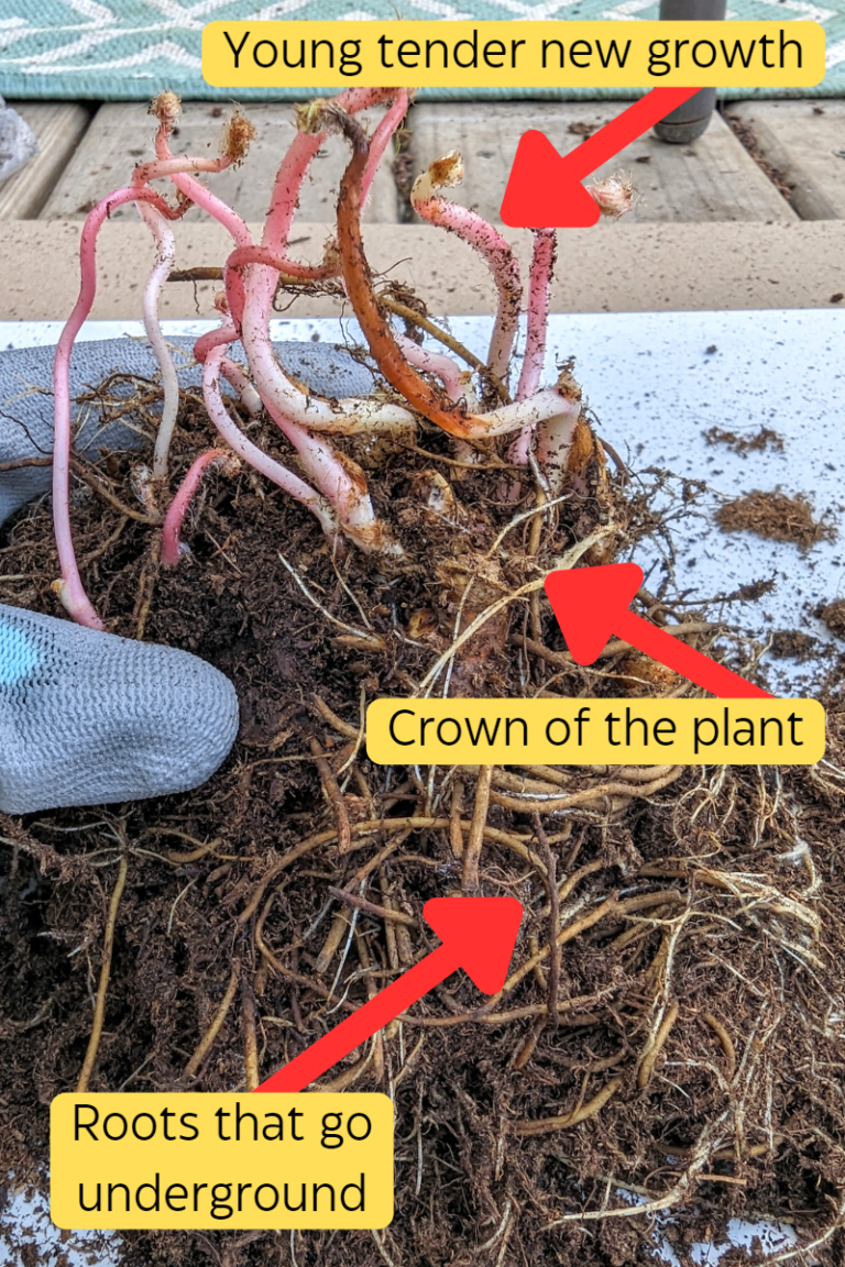 Planting Perennial Roots: How to Guide with Pictures and Instructions