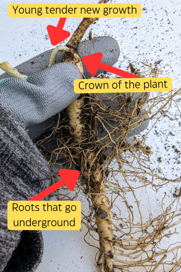 Planting Perennial Roots: How to Guide with Pictures and Instructions