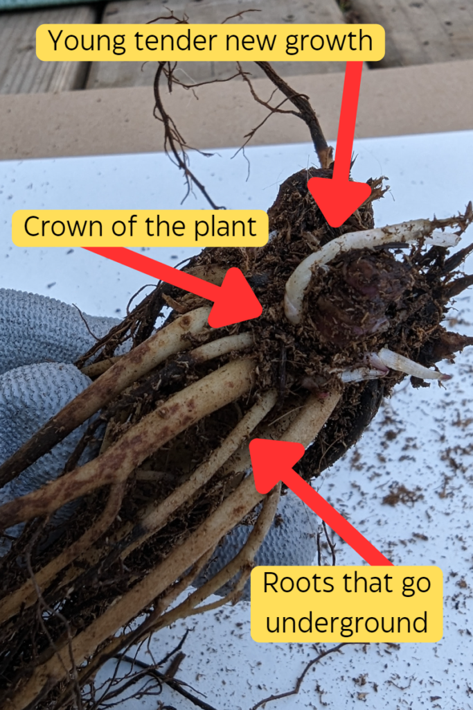 Planting Perennial Roots: How to Guide with Pictures and Instructions