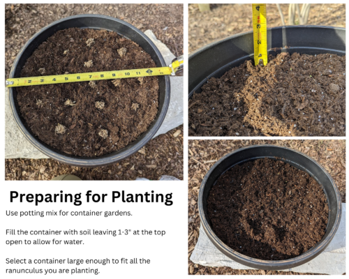 How to Plant Ranunculus | How to Plant Anemone | Planting Guide