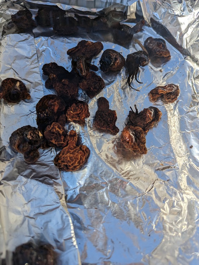 How to Plant Ranunculus | How to Plant Anemone | Planting Guide