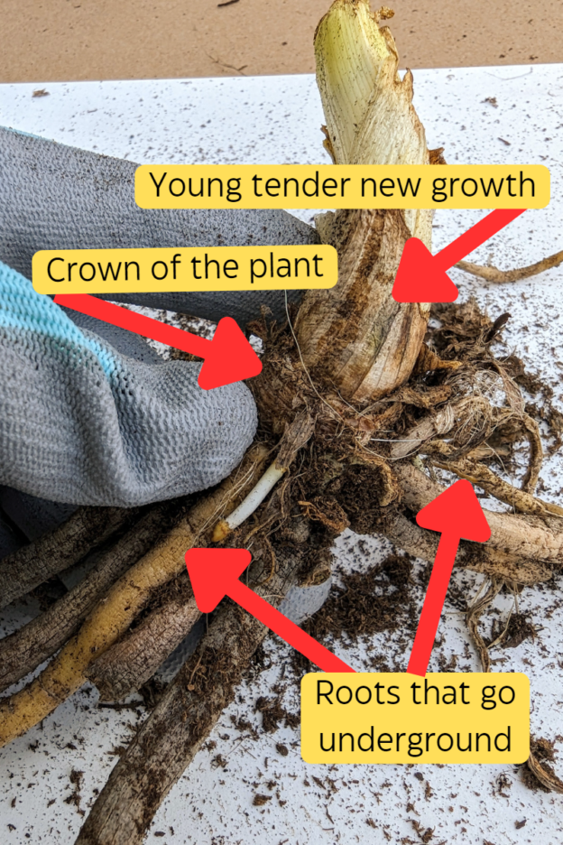 Planting Perennial Roots: How to Guide with Pictures and Instructions