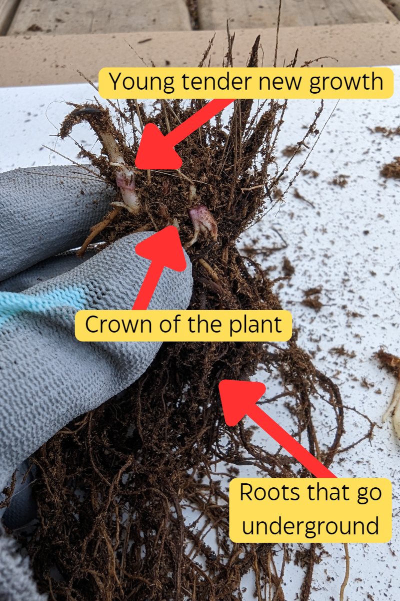 Planting Perennial Roots: How to Guide with Pictures and Instructions