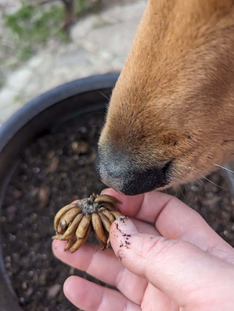 How to Plant Ranunculus | How to Plant Anemone | Planting Guide