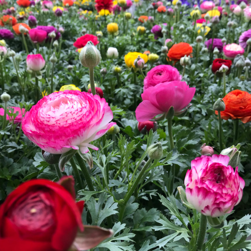 Ranunculus Planting Guide Ranunculus Growing Guide Renfrow Farms