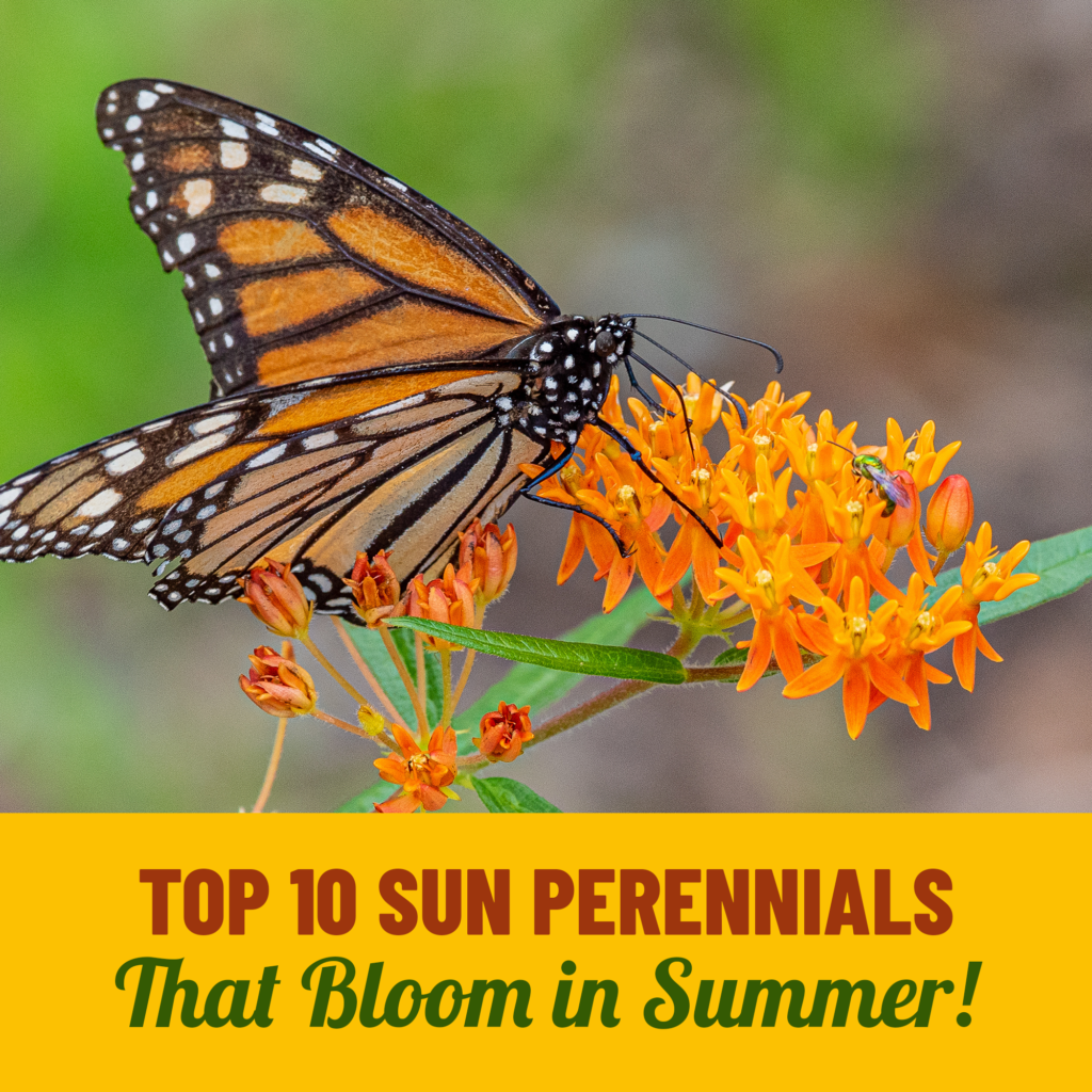 Top 10 Sun Perennials that Bloom in Summer | Summer Flower Ideas