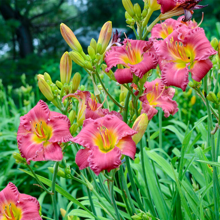 Top 10 Sun Perennials that Bloom in Summer | Summer Flower Ideas