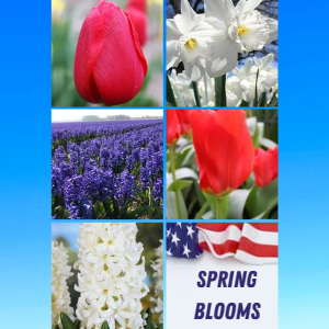 Top 20 Red White and Blue Flowers for Spring and Summer