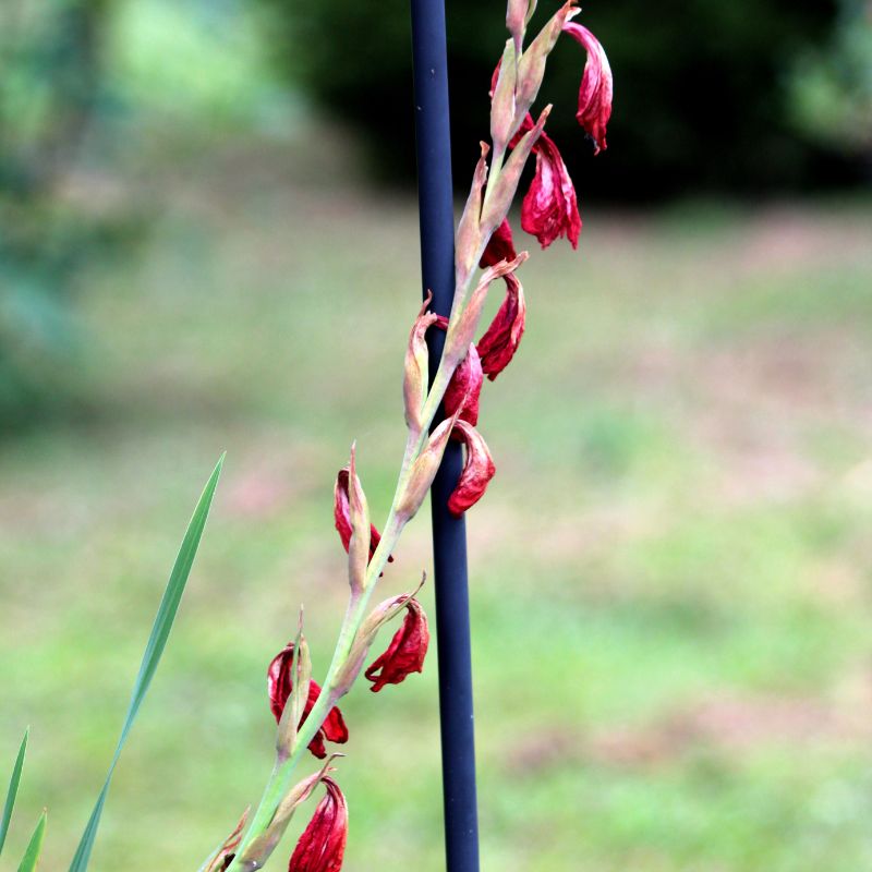 Staking Tall Flowers and Perennials | Staking Gladiolus | Bulb Blog