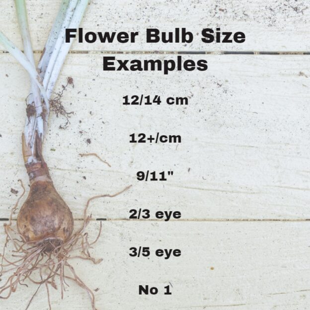 Learning About Flower Bulb Sizes | Flower Bulb Size Info Guide