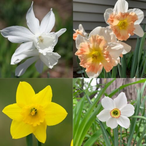 Fall Planted Bulbs | Tips and Advice for Planting Bulbs in Fall | Bulb Blog