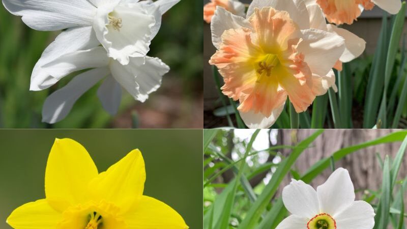 Fall Planted Bulbs | Tips and Advice for Planting Bulbs in Fall | Bulb Blog