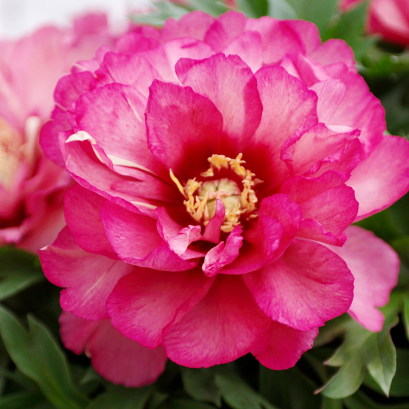 Planting and Caring for Peonies in the Fall | Fall Planted Peonies