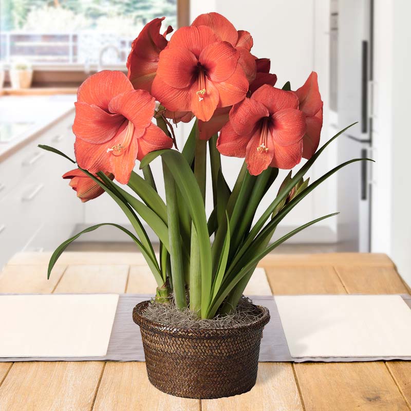 Different Kinds of Amaryllis Bulbs: Deciding Which is Best for You!