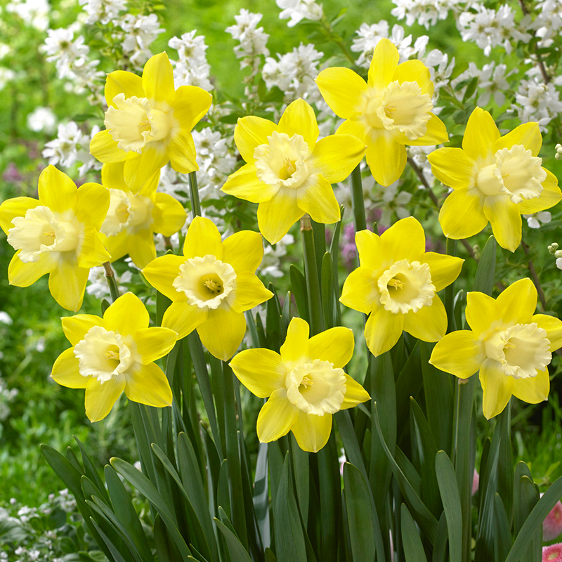 Top 12 Unique Daffodils to Plant this Fall - Bulb Blog | Gardening Tips ...
