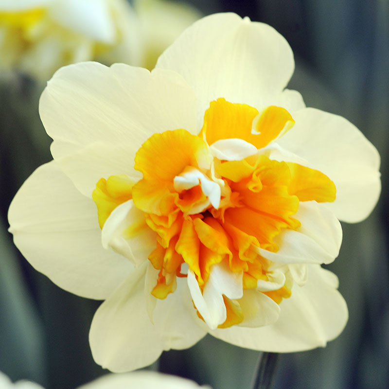 Top 12 Unique Daffodils to Plant this Fall - Bulb Blog | Gardening Tips ...