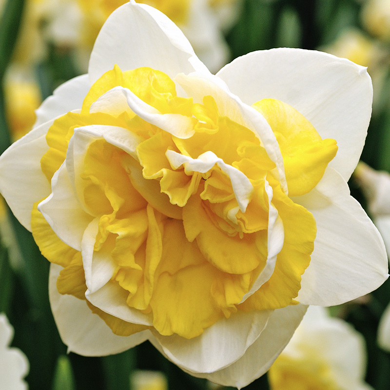 Top 12 Unique Daffodils to Plant this Fall - Bulb Blog | Gardening Tips ...