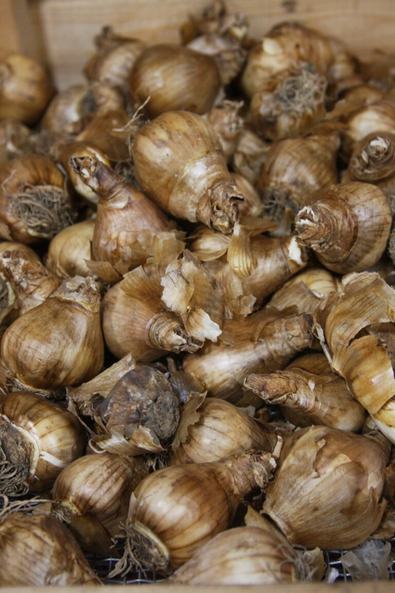 Storing Bulbs Over Winter | Can I store bulbs over winter?