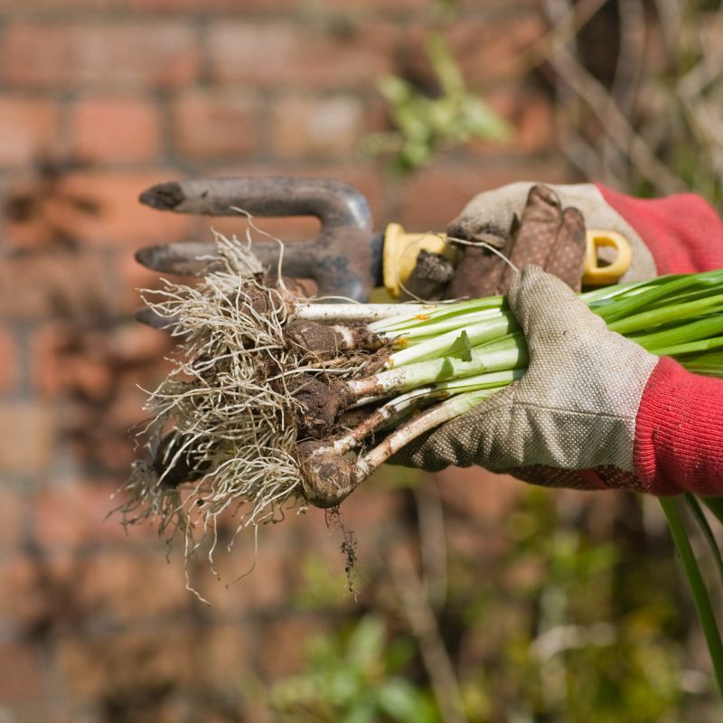 Transplanting Spring Blooming Bulbs | Bulb Blog