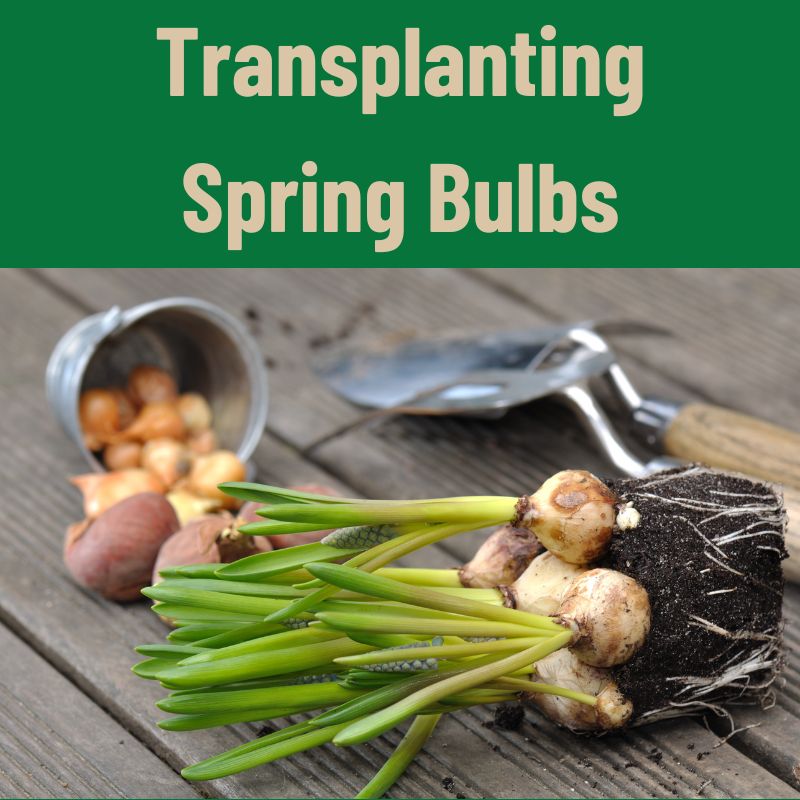 Transplanting Spring Blooming Bulbs | Bulb Blog