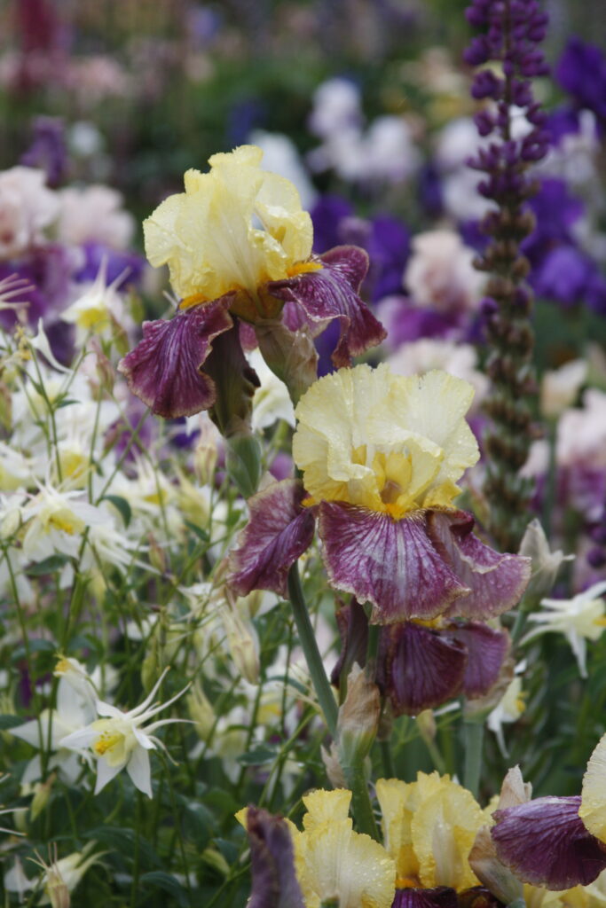 Bearded Iris: A Timeless Jewel | How to Plant Bearded Iris