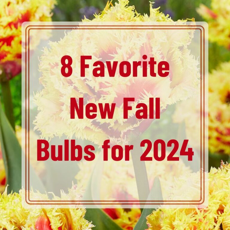 Fall Planted Bulbs | Tips and Advice for Planting Bulbs in Fall | Bulb Blog