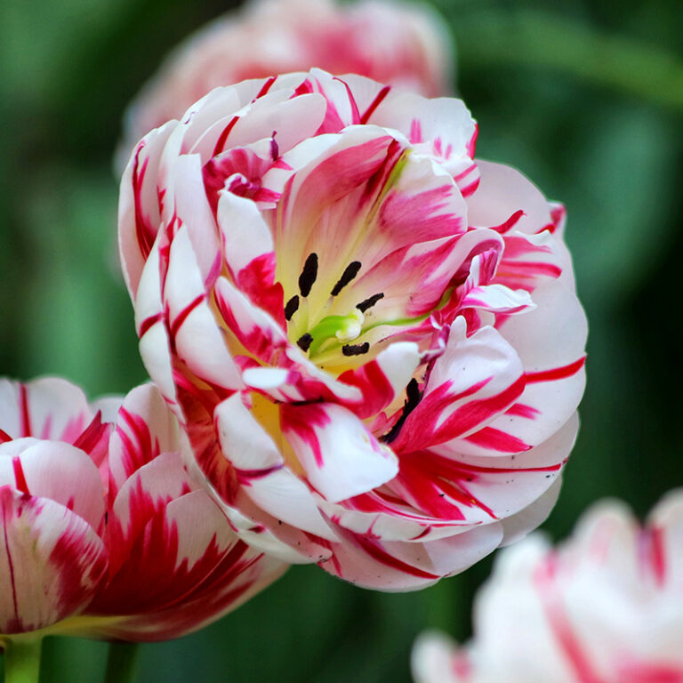 Red Tulips: Top Ten Favorites for Fall Planting | Beautiful Red Tulip