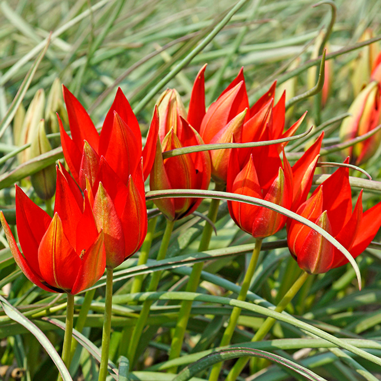 Red Tulips: Top Ten Favorites for Fall Planting | Beautiful Red Tulip