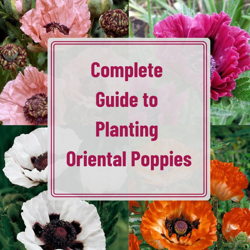 Planting Oriental Poppies | Fall Perennial Planting | Bulb Blog