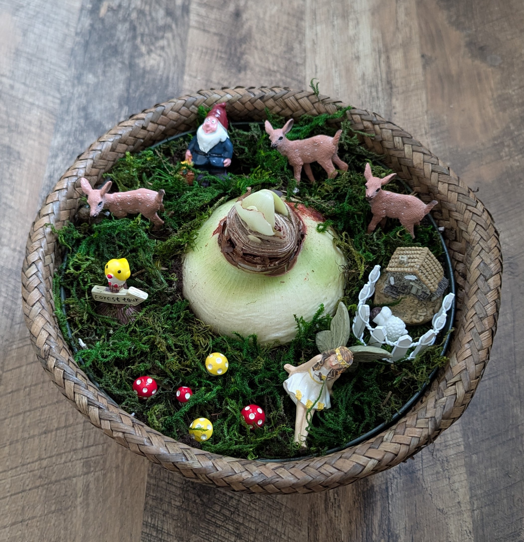 DIY: Amaryllis Fairy Garden - Bulb Blog | Gardening Tips and Tricks ...