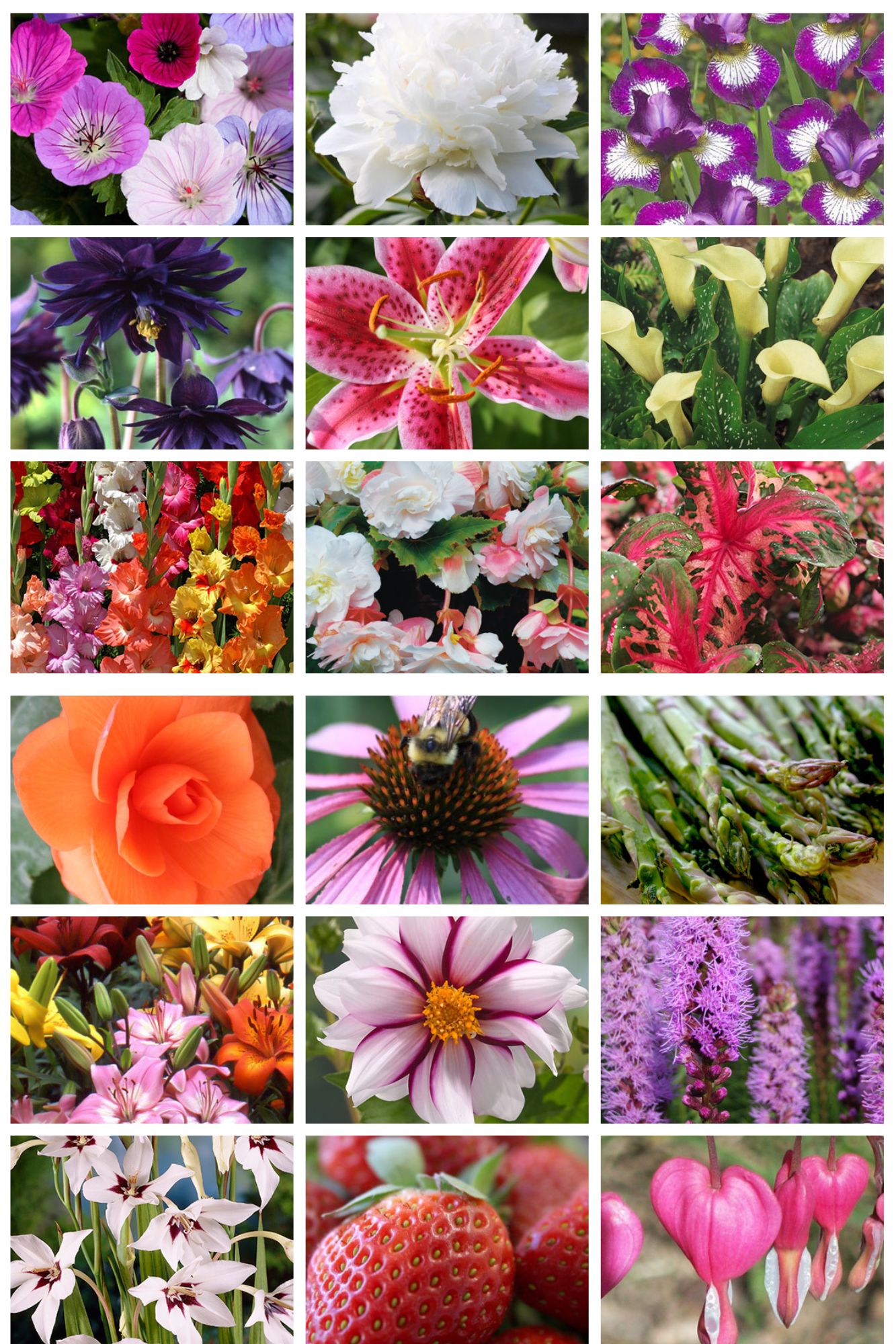 Prepare for the Spring Planting Season - Bulb Blog | Gardening Tips and ...