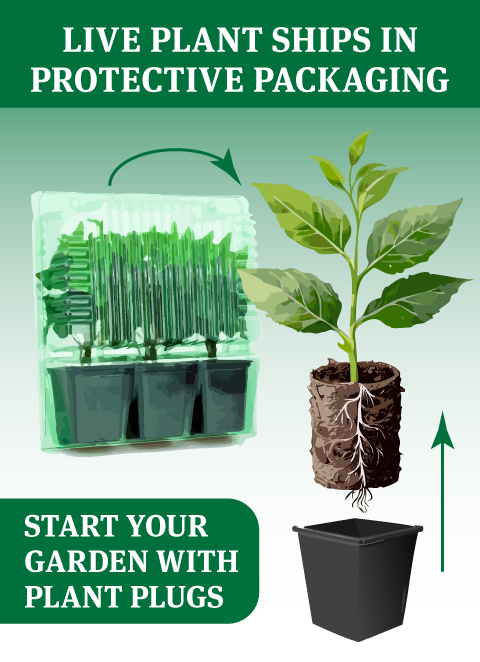 Bare Root vs Potted Plants | Plugs, Plant Starts, and Roots.