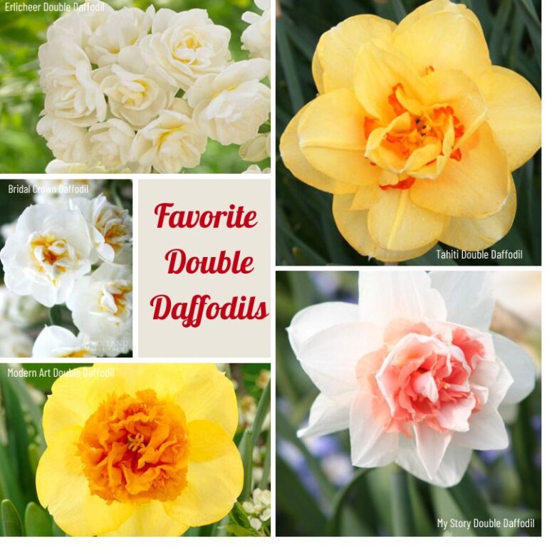 Double the Fun with Double Blooming Flowers | Bulb Blog