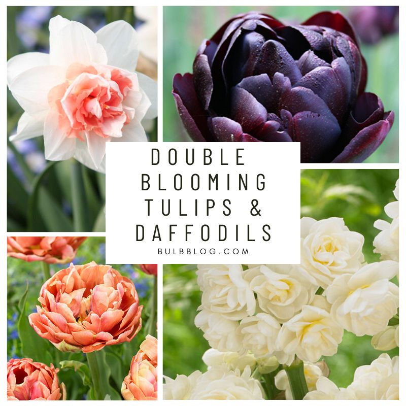 Double the Fun with Double Blooming Flowers | Bulb Blog