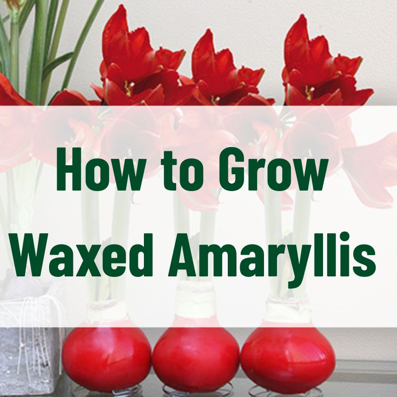 How to Grow a Waxed Amaryllis Bulb - Bulb Blog | Gardening Tips and ...